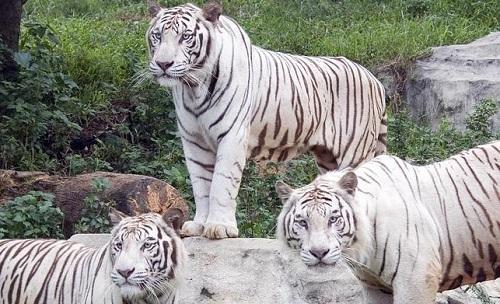Tigre Blanco Comiendo