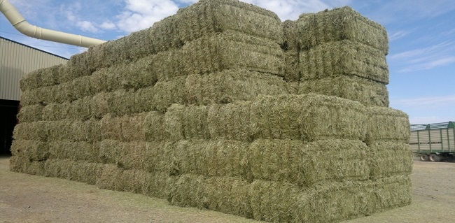 Autorizan una campaña extraordinaria de alfalfa seca para ganado por la ...