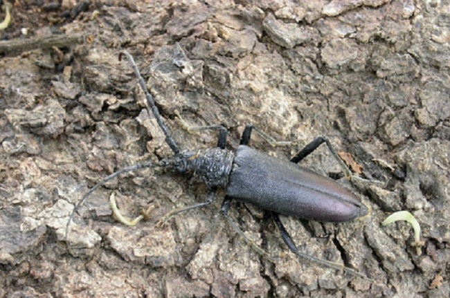 Buscan el origen de la plaga del gran capricornio de la encina en Mallorca